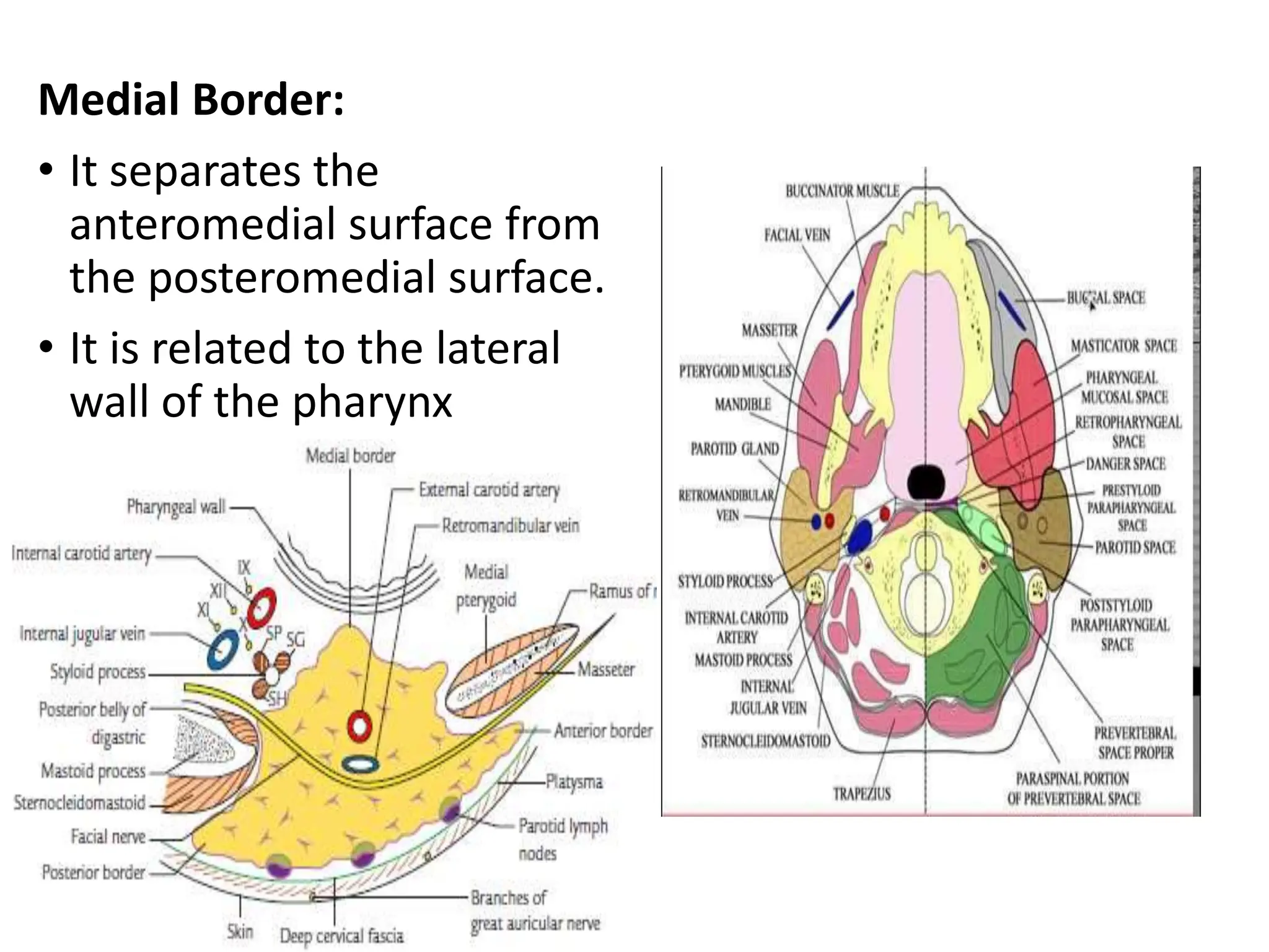 Parotid gland and its anatomy;blood supply;nerve supply; anomalies | PPTX
