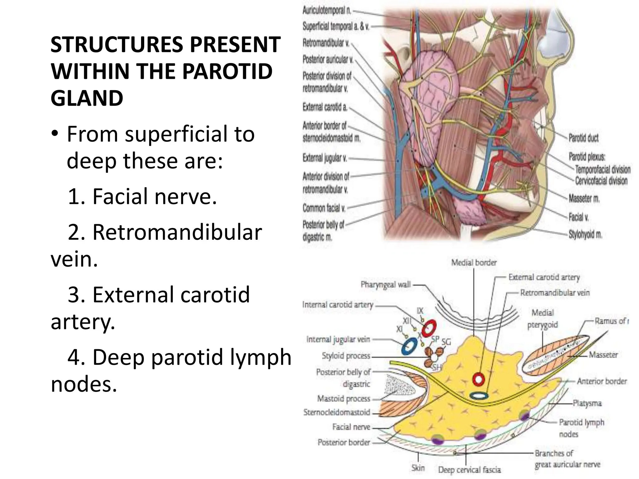 Parotid gland and its anatomy;blood supply;nerve supply; anomalies | PPTX
