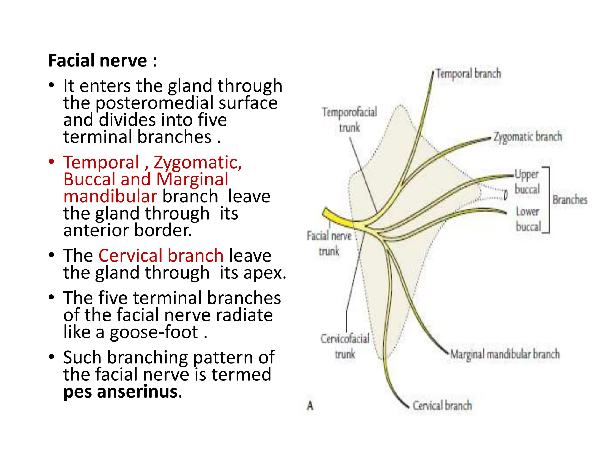 Parotid gland and its anatomy;blood supply;nerve supply; anomalies | PPTX