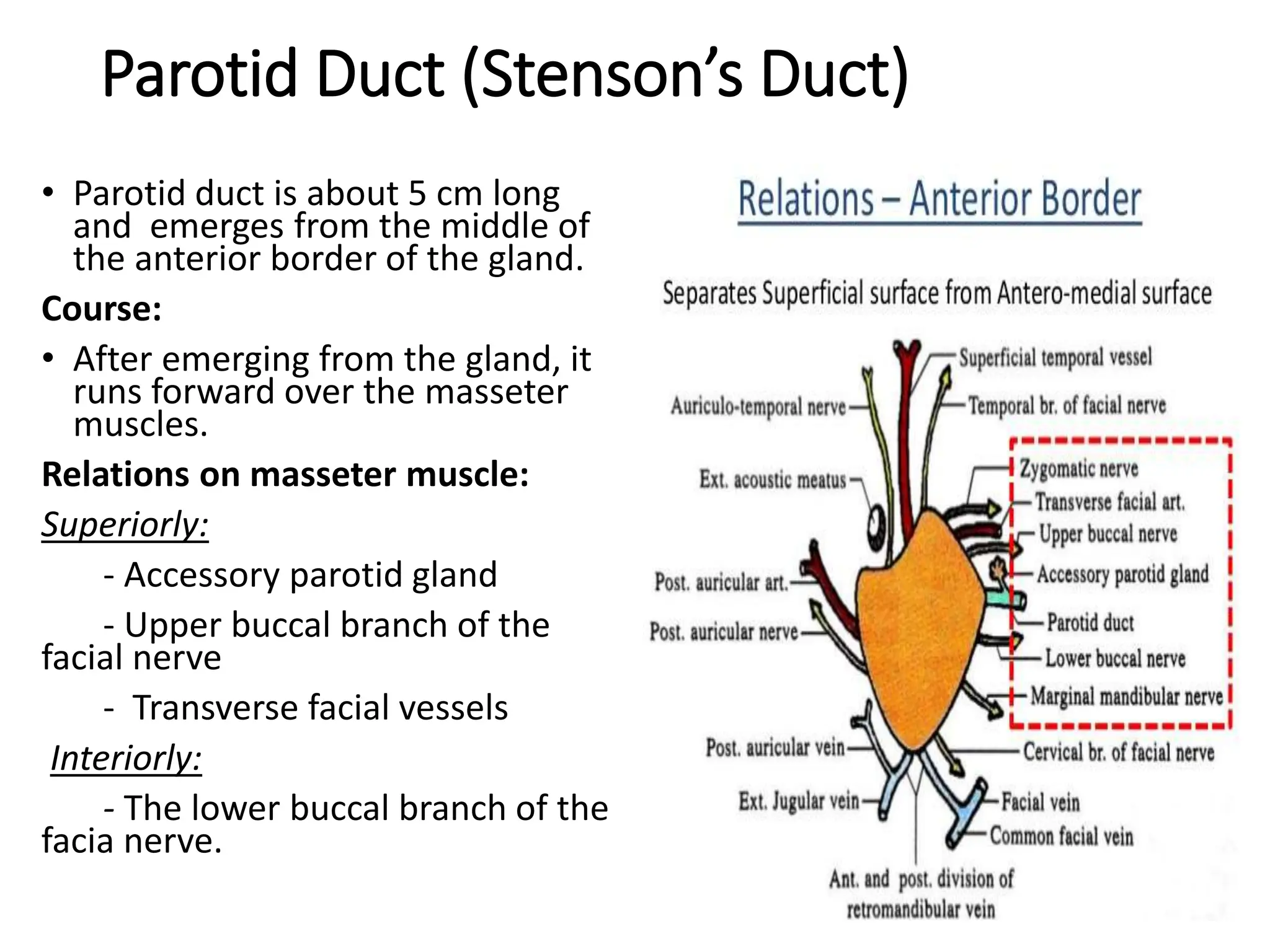 Parotid gland and its anatomy;blood supply;nerve supply; anomalies | PPTX