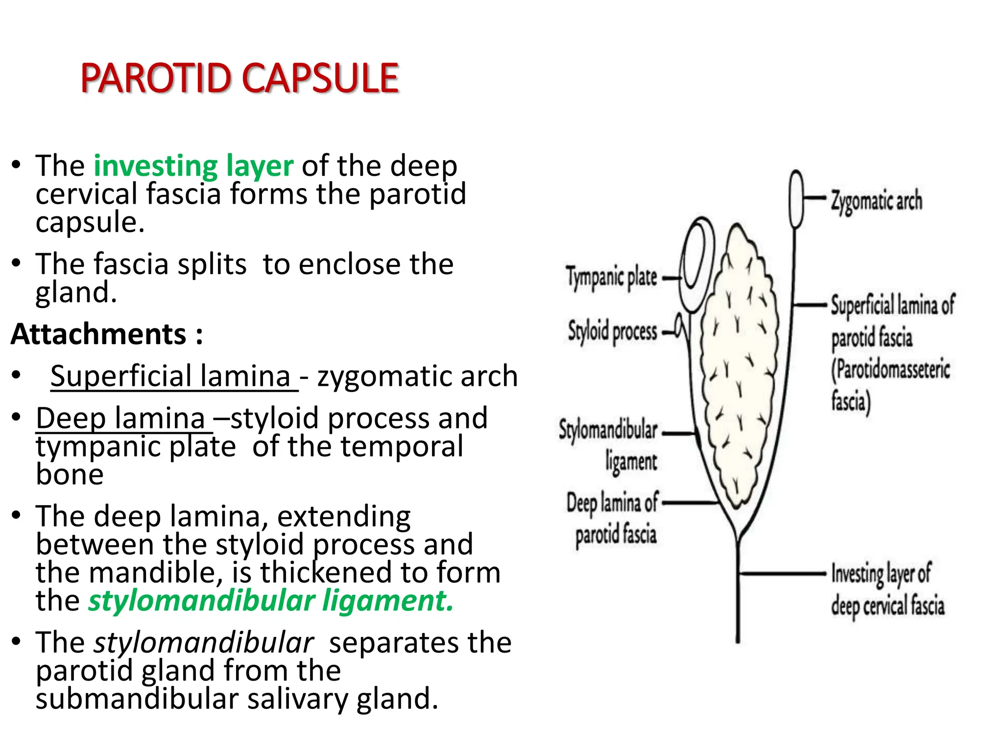 Parotid gland and its anatomy;blood supply;nerve supply; anomalies | PPTX