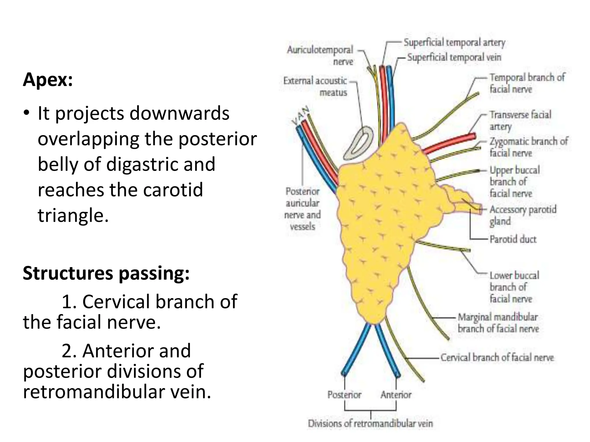 Parotid gland and its anatomy;blood supply;nerve supply; anomalies | PPTX