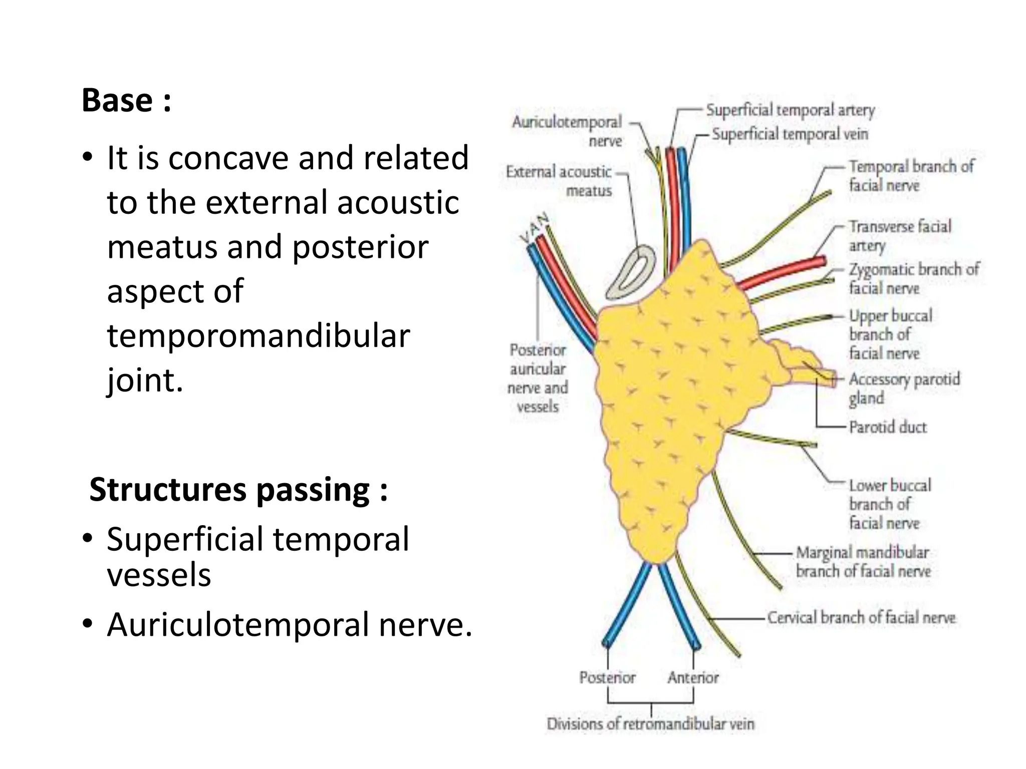 Parotid gland and its anatomy;blood supply;nerve supply; anomalies | PPTX