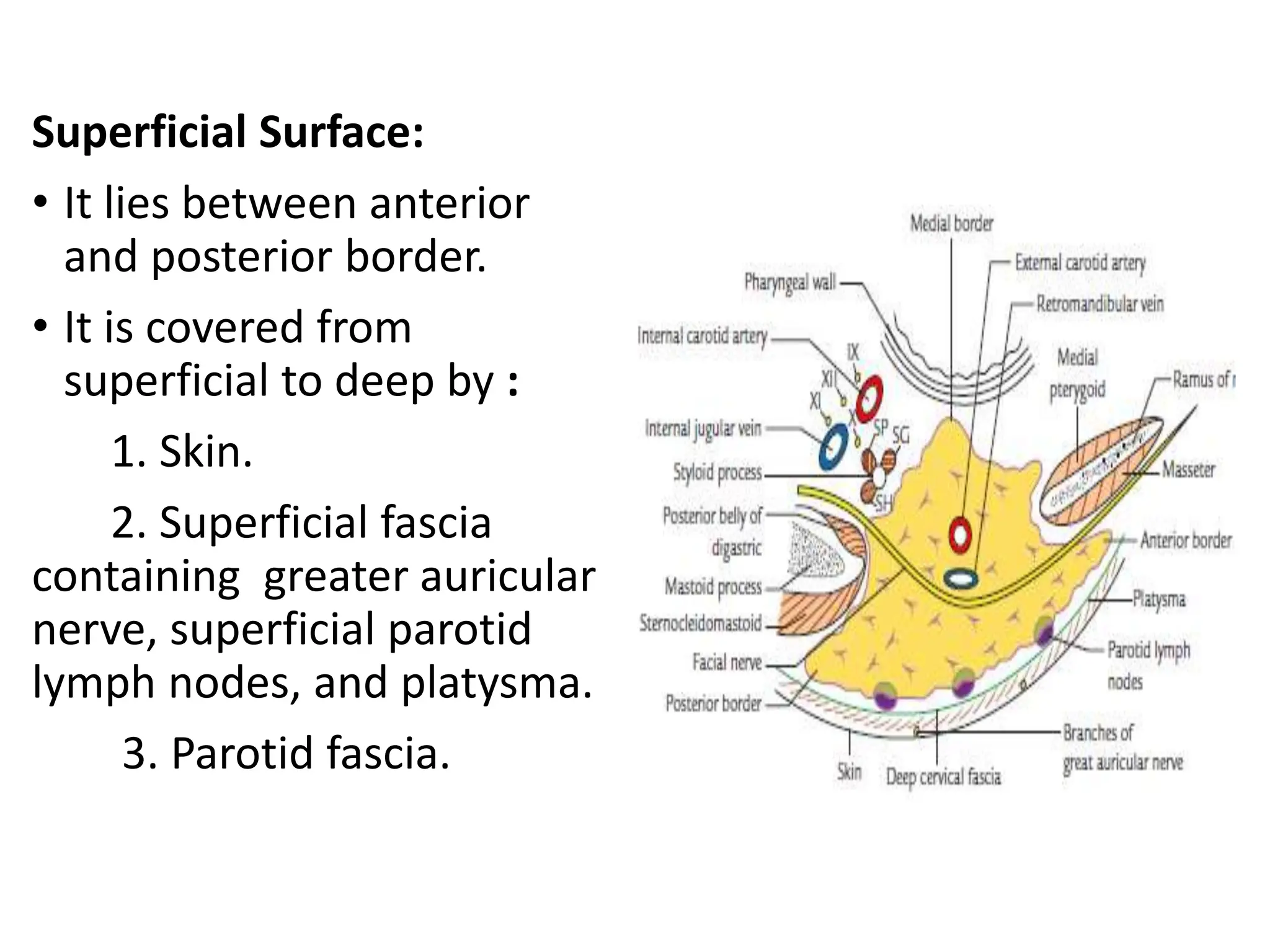 Parotid gland and its anatomy;blood supply;nerve supply; anomalies | PPTX