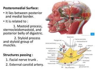 Parotid gland and its anatomy;blood supply;nerve supply; anomalies | PPTX