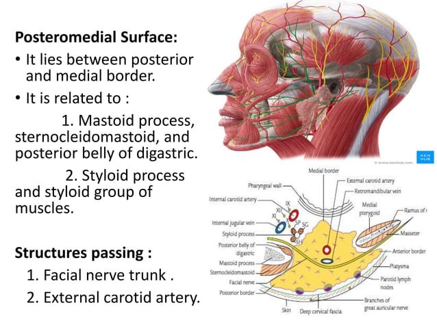 Parotid gland and its anatomy;blood supply;nerve supply; anomalies | PPTX
