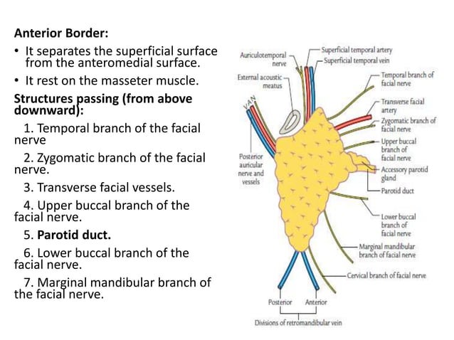 Parotid gland and its anatomy;blood supply;nerve supply; anomalies | PPTX