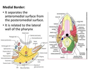 Parotid gland and its anatomy;blood supply;nerve supply; anomalies | PPTX