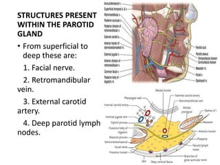 Parotid gland and its anatomy;blood supply;nerve supply; anomalies | PPTX