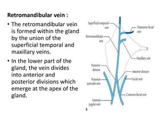 Parotid gland and its anatomy;blood supply;nerve supply; anomalies | PPTX