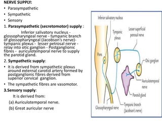 Parotid gland and its anatomy;blood supply;nerve supply; anomalies | PPTX
