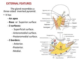 Parotid gland and its anatomy;blood supply;nerve supply; anomalies | PPTX