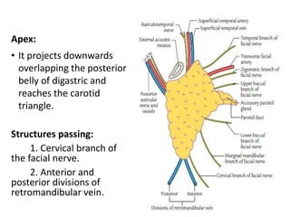 Parotid gland and its anatomy;blood supply;nerve supply; anomalies | PPTX
