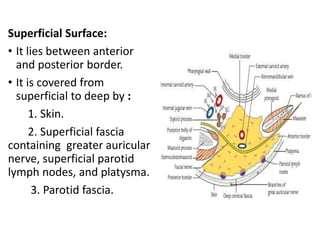 Parotid gland and its anatomy;blood supply;nerve supply; anomalies | PPTX