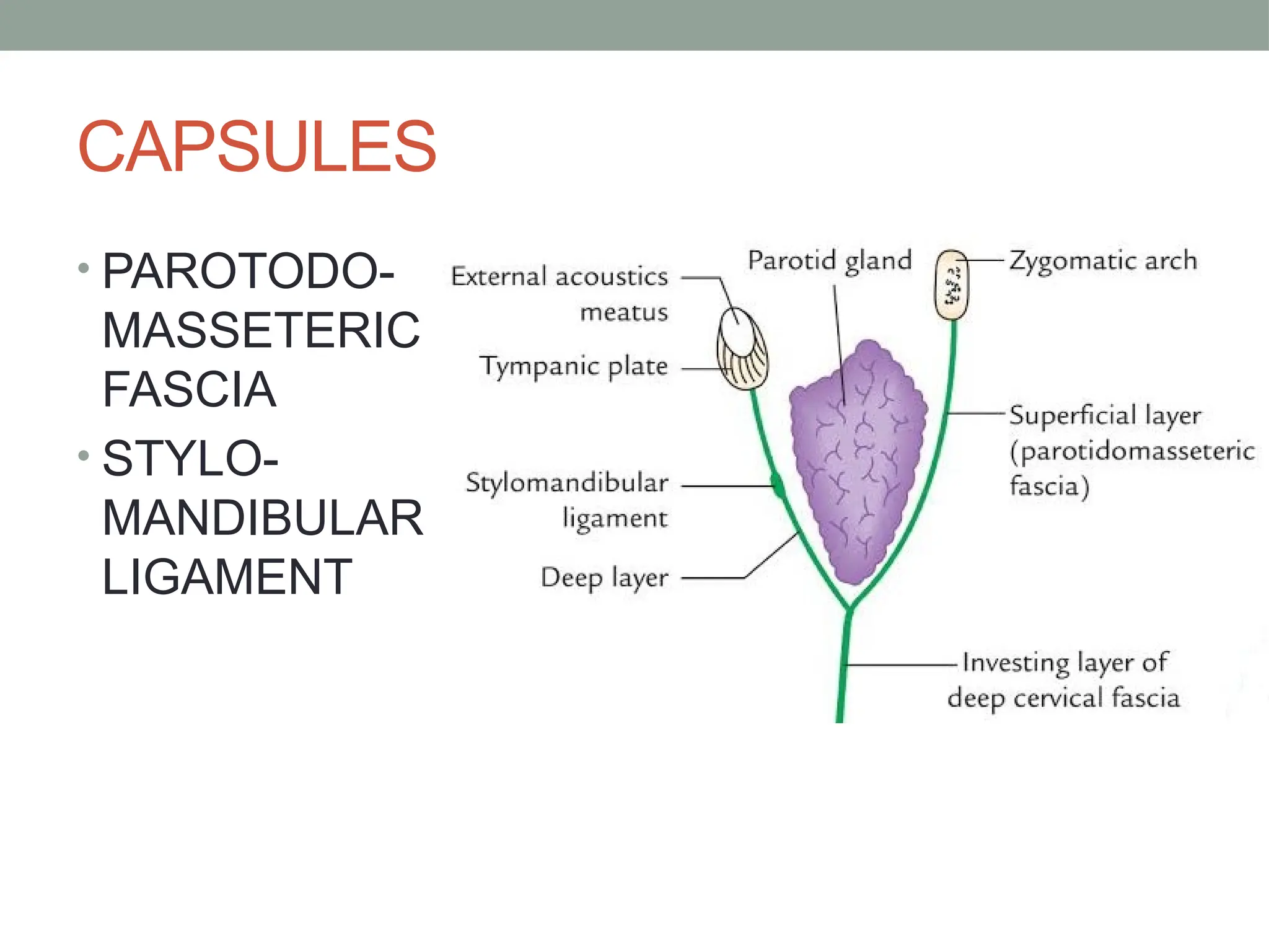 Anotomy Anatomy AnatomyPAROTID GLAND.pptxk | PPTX