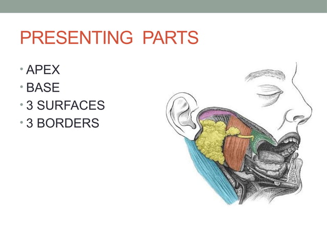 Anotomy Anatomy AnatomyPAROTID GLAND.pptxk | PPT