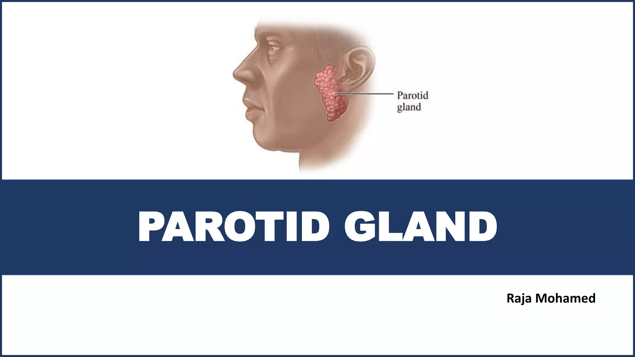 Parotid gland - Anatomy | PPTX