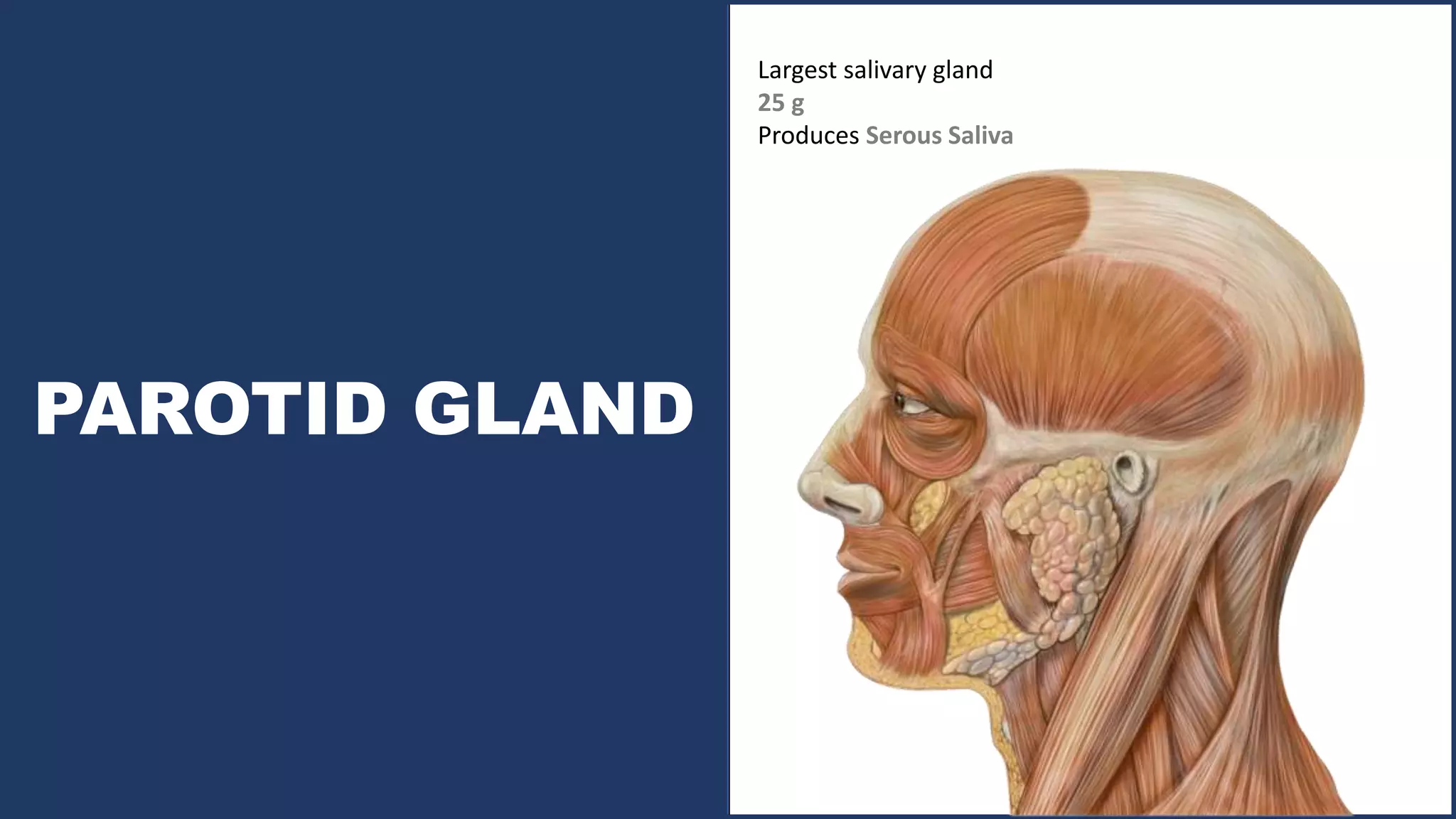 Parotid gland - Anatomy | PPTX