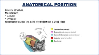 Parotid gland - Anatomy | PPTX