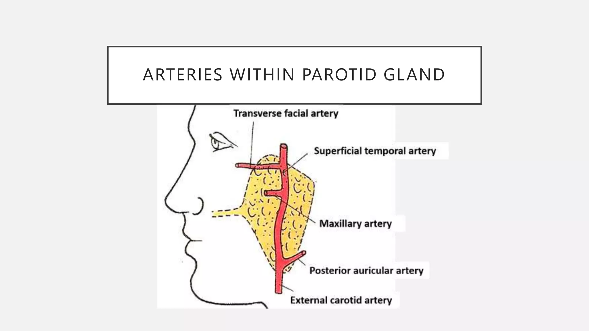 Parotid Gland- Applied anatomy.pptx