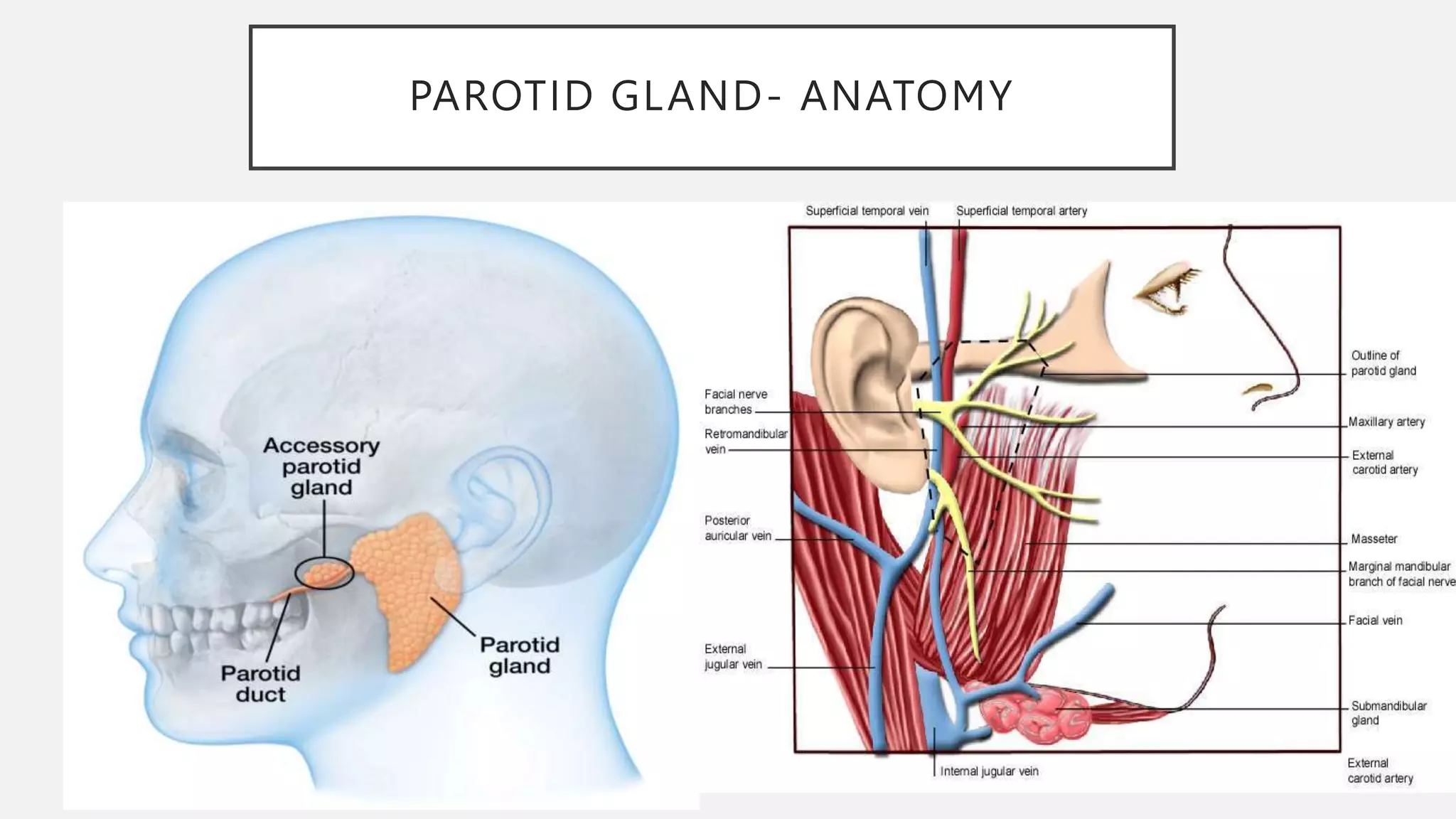 Parotid Gland- Applied anatomy.pptx
