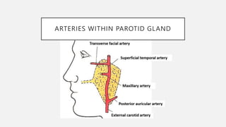 Parotid Gland- Applied anatomy.pptx