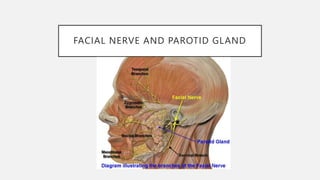 Parotid Gland- Applied anatomy.pptx