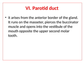Parotid gland anatomy dental - Copy.pptx