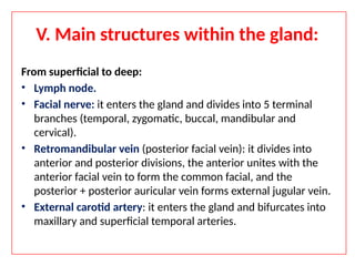 Parotid gland anatomy dental - Copy.pptx