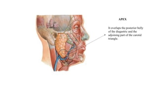 PAROTID GLAND ,its landmarks, salivary pathway | PPTX