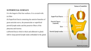 PAROTID GLAND ,its landmarks, salivary pathway | PPTX