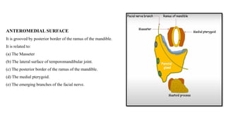 PAROTID GLAND ,its landmarks, salivary pathway | PPTX