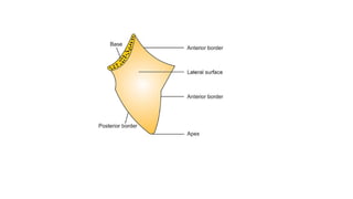 PAROTID GLAND ,its landmarks, salivary pathway | PPTX