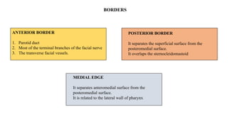 PAROTID GLAND ,its landmarks, salivary pathway | PPTX