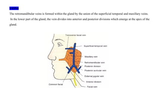 PAROTID GLAND ,its landmarks, salivary pathway | PPTX