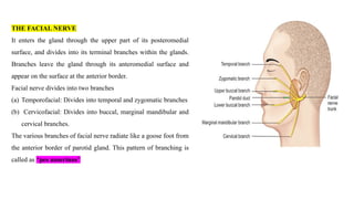 PAROTID GLAND ,its landmarks, salivary pathway | PPTX