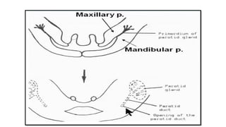 PAROTID GLAND ,its landmarks, salivary pathway | PPTX