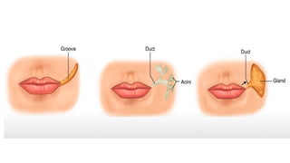 PAROTID GLAND ,its landmarks, salivary pathway | PPTX