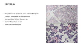 PAROTID GLAND ,its landmarks, salivary pathway | PPTX