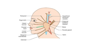 PAROTID GLAND ,its landmarks, salivary pathway | PPTX