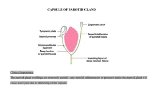 PAROTID GLAND ,its landmarks, salivary pathway | PPTX
