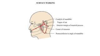 PAROTID GLAND ,its landmarks, salivary pathway | PPTX