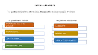 PAROTID GLAND ,its landmarks, salivary pathway | PPTX