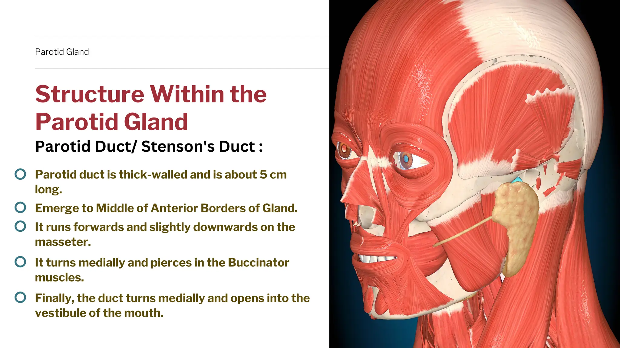 Parotid Gland Anatomy And Their Relations Ppt