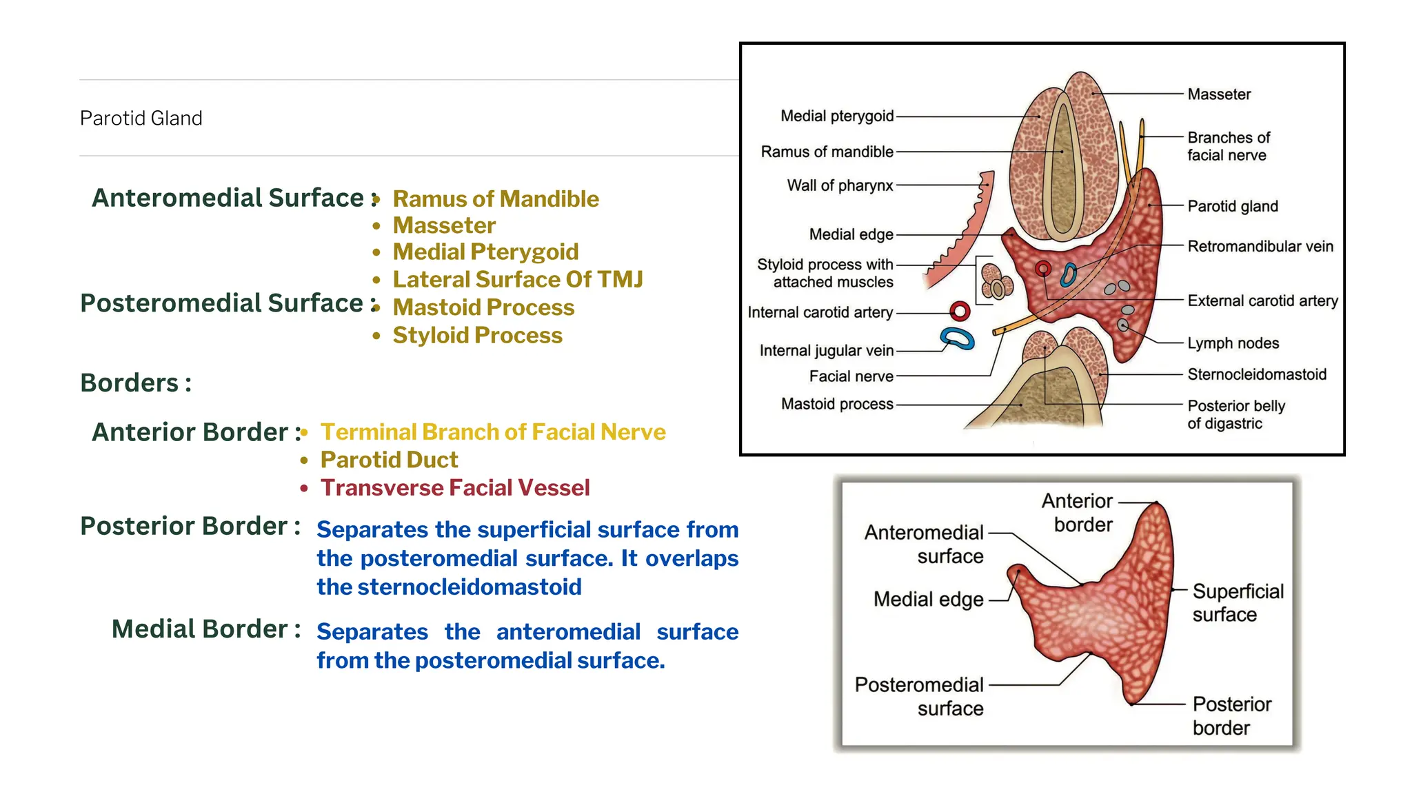 PAROTID GLAND Anatomy and their relations | PDF