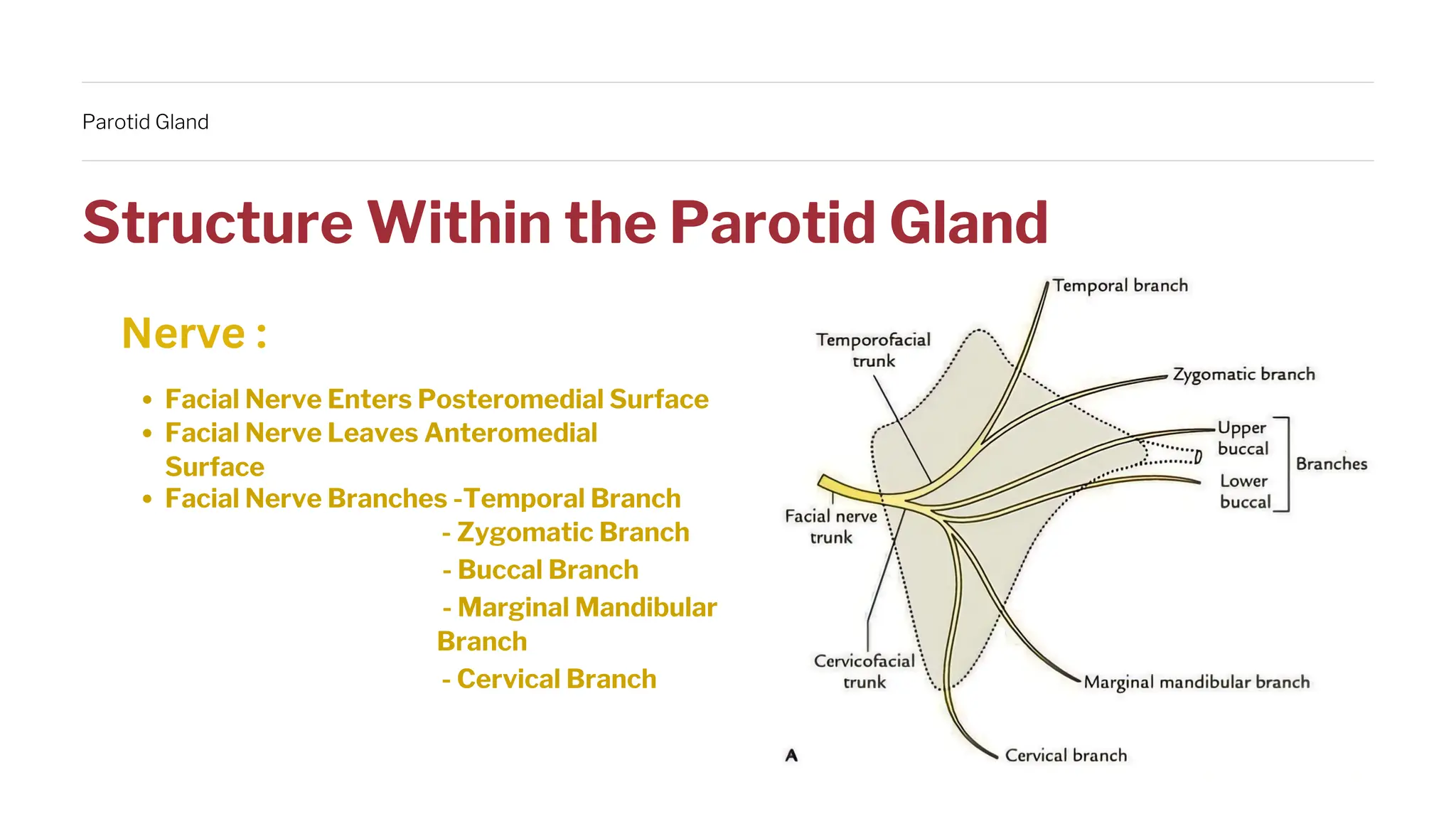 Parotid Gland Anatomy And Their Relations Ppt