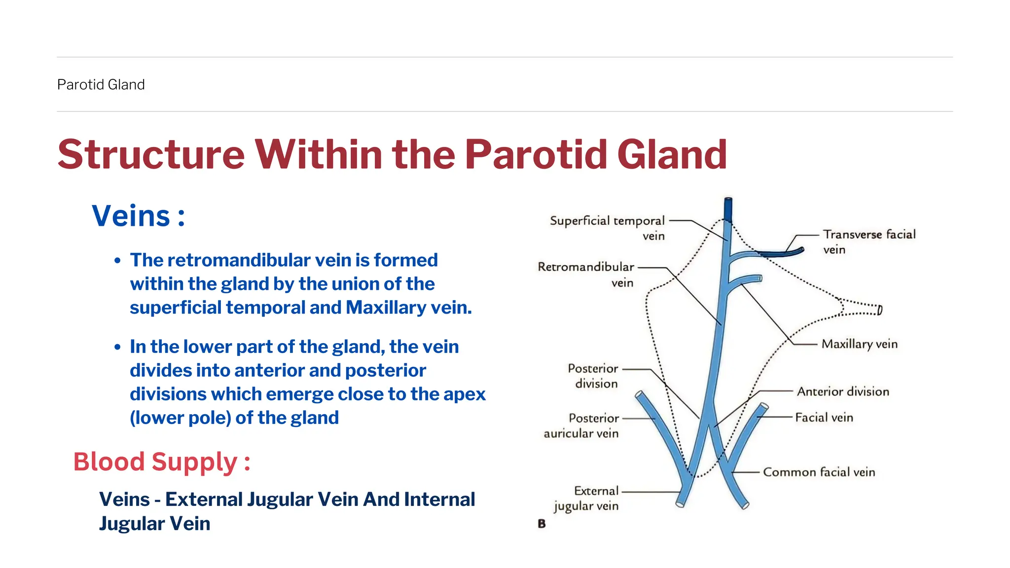 PAROTID GLAND Anatomy and their relations | PDF