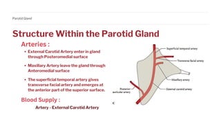 PAROTID GLAND Anatomy and their relations | PDF | Ear, Nose and Throat ...