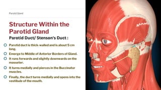 PAROTID GLAND Anatomy and their relations | PDF