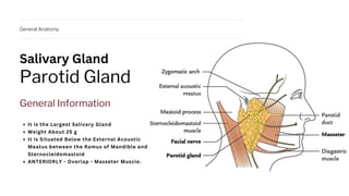 PAROTID GLAND Anatomy and their relations | PDF